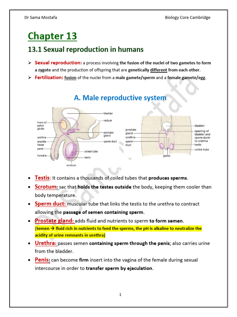 Chapter 13 (Reproduction in Humans) | PDF | Fertilisation | Human ...