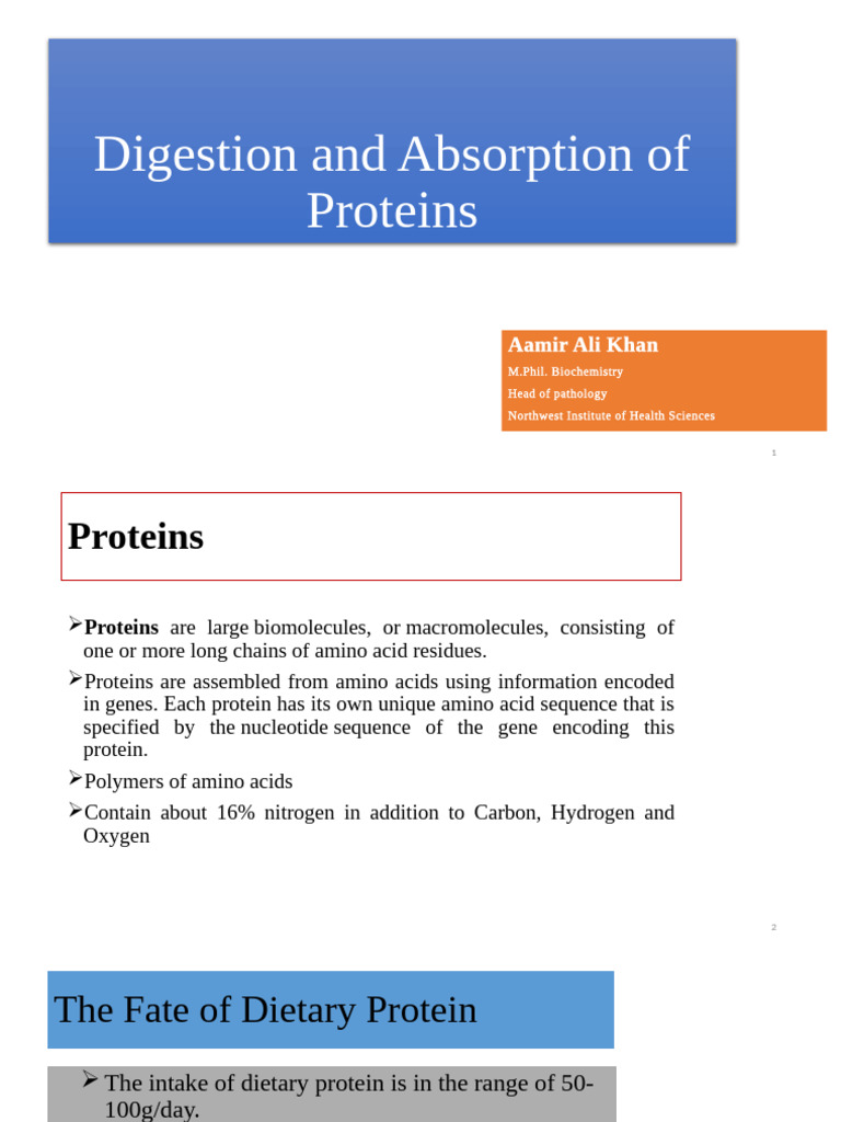 Digestion and Absorption of Proteins: Aamir Ali Khan | PDF | Protease ...