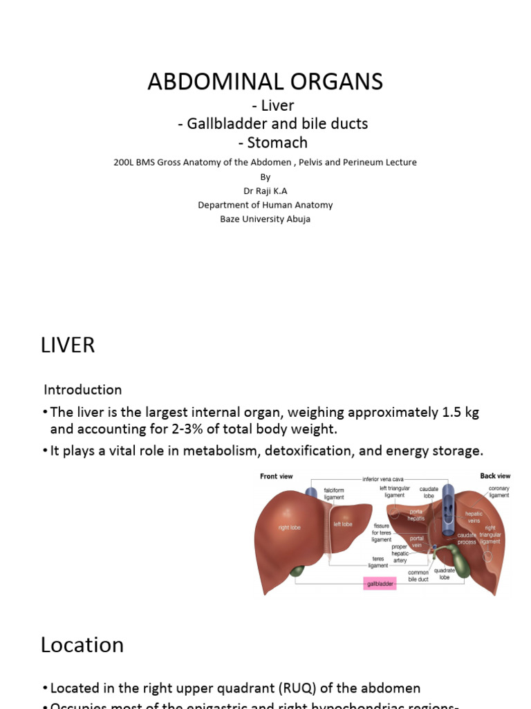 Anatomy and Functions of Abdominal Organs | PDF | Stomach | Liver