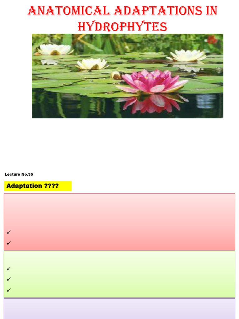 Anatomical Adaptations in Hydrophytes | PDF | Tissue (Biology) | Leaf