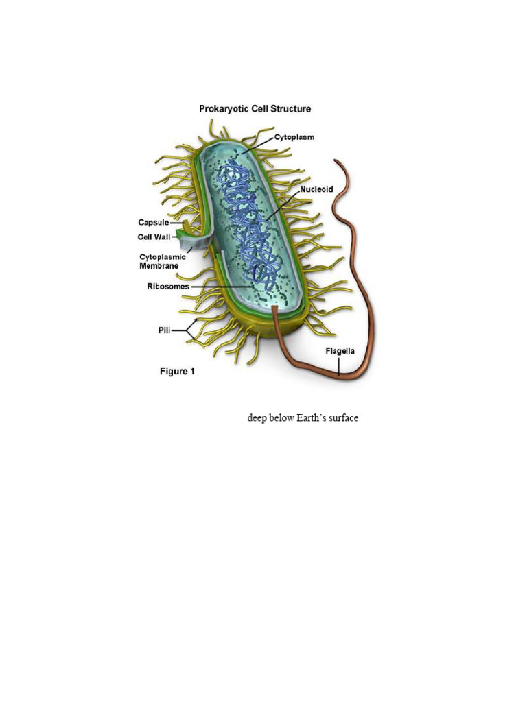 BACTERIA | PDF | Bacteria | Cell (Biology)