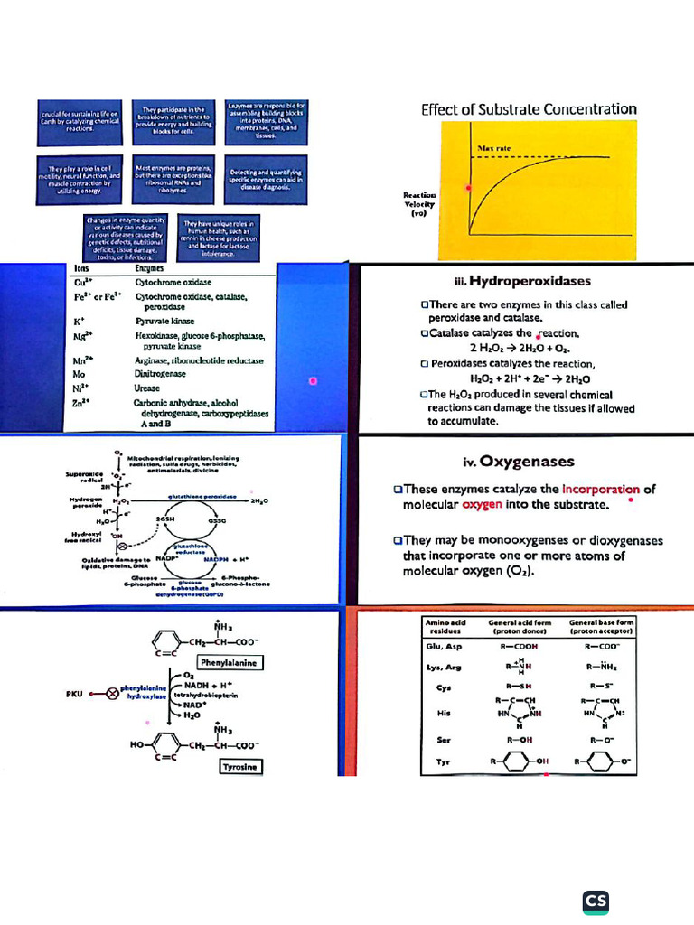 Enzymes First Five Lectures | PDF