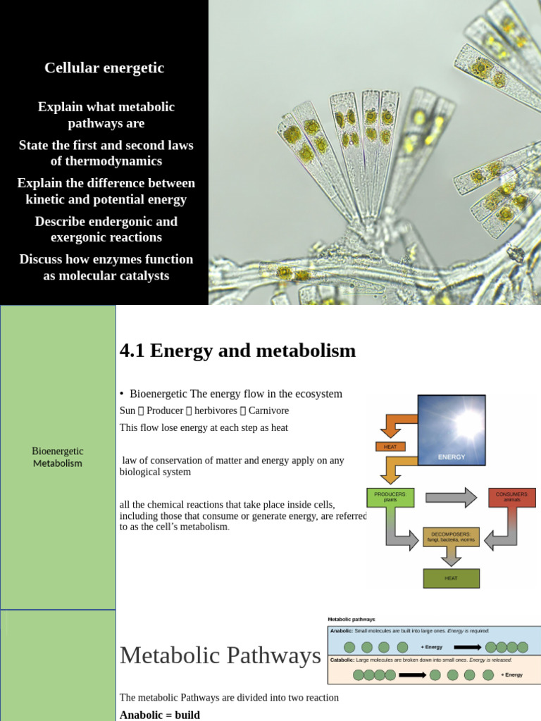 Understanding Cellular Metabolism and Energy | PDF | Adenosine ...
