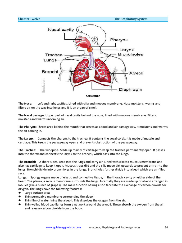 The-Respiratory-system-Notes | PDF | Respiratory System | Lung