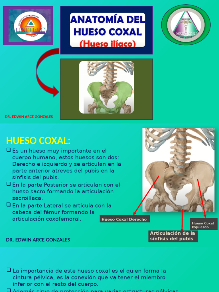 Hueso Coxal, Sacro, Pelvis | PDF | Pelvis | Sistema musculoesquelético