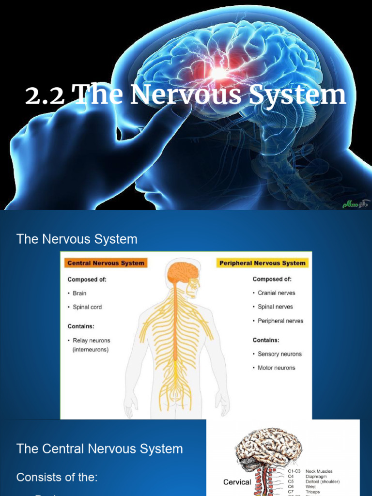 2.2 The Nervous System | PDF