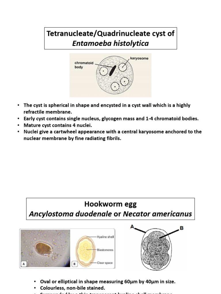 Ova & cyst - pdf | PDF | Egg | Cell Nucleus