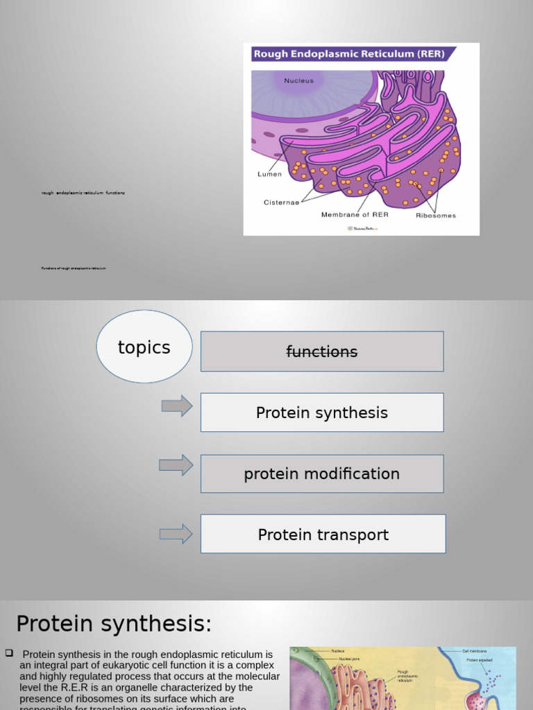 PHYSIOLOGY 1 | PDF | Endoplasmic Reticulum | Translation (Biology)