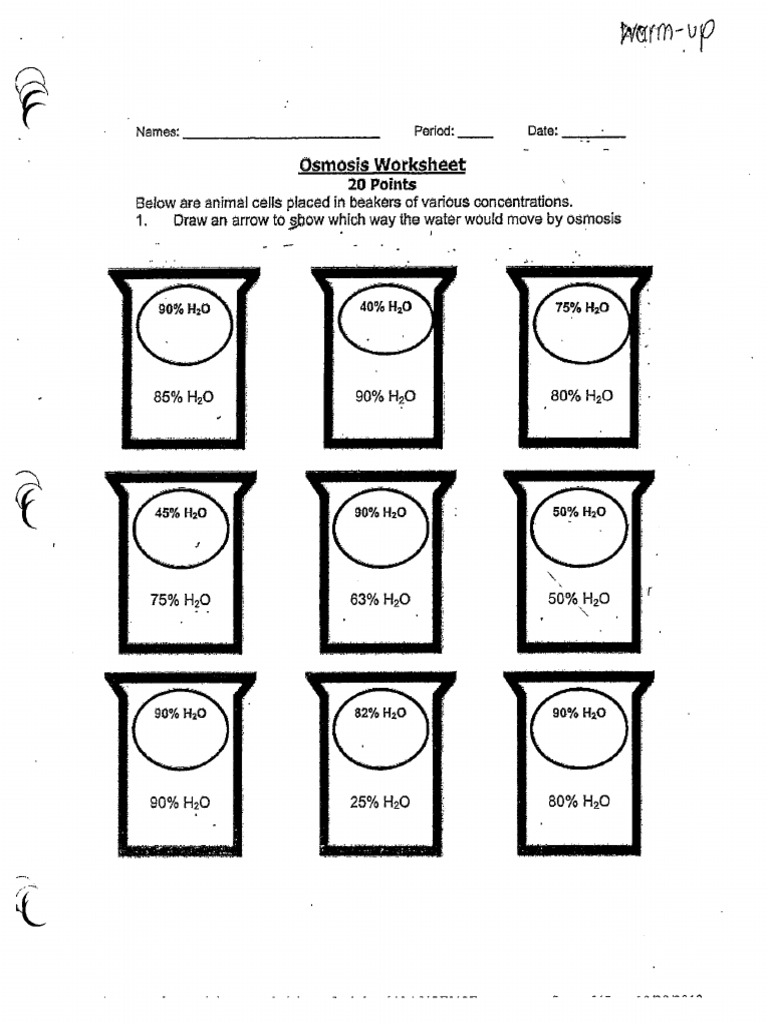 Osmosis Worksheet | PDF