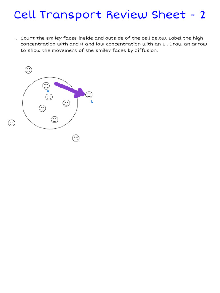 Kami Export - Copy of Transport Practice 2 | PDF | Osmosis | Cell (Biology)