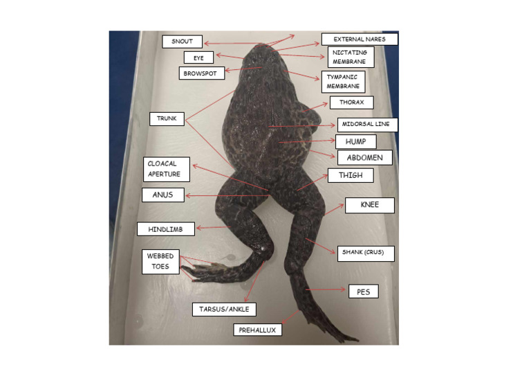 External Organs | PDF