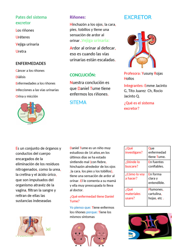 El Sistema Excretor GG | PDF | Sistema urinario | Orina