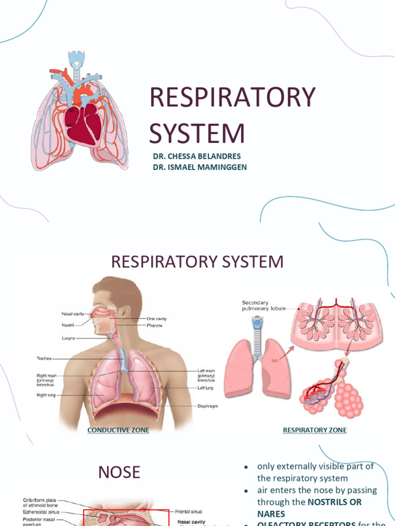 4 - RESPIRATORY-SYSTEM | PDF | Human Nose | Respiratory System