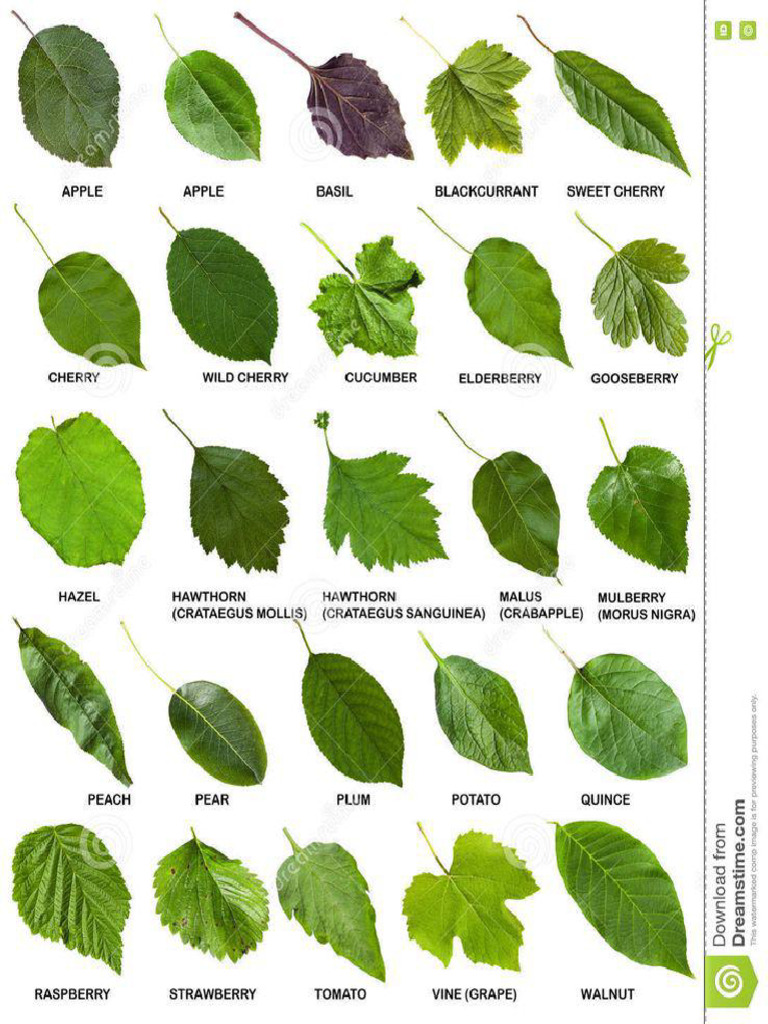 Leaves | PDF
