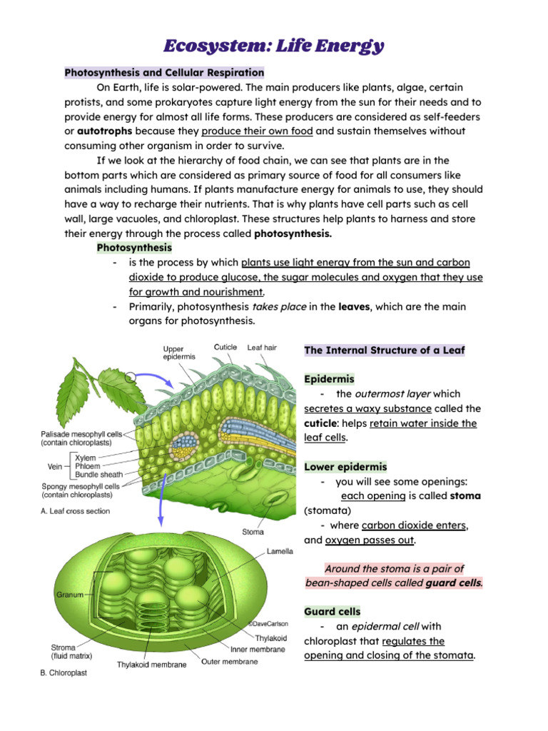 Ecosystem Life Energy Advanced Notes | PDF | Cellular Respiration ...