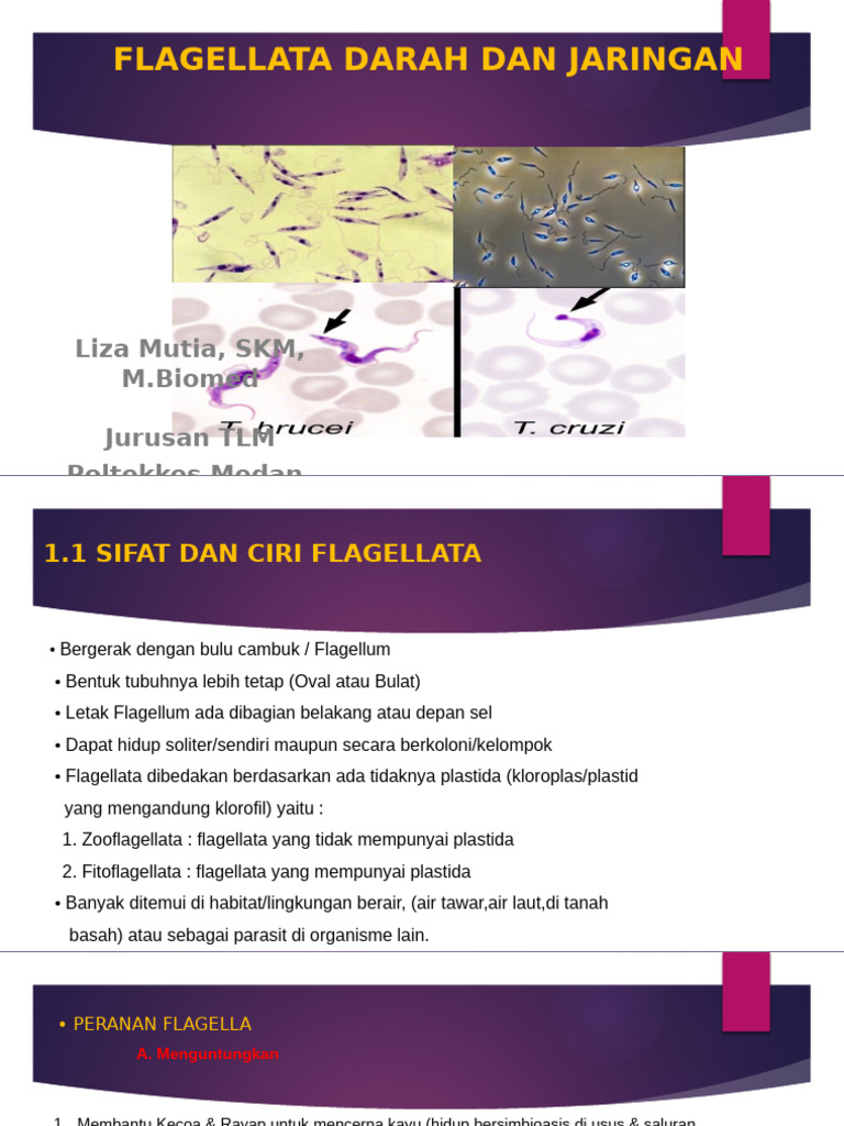 Flagellata Darah: Sifat, Penyakit, dan Diagnosis | PDF