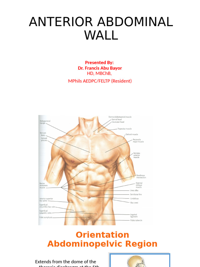 01 Anterior Abdominal Wall | PDF | Abdomen | Pelvis