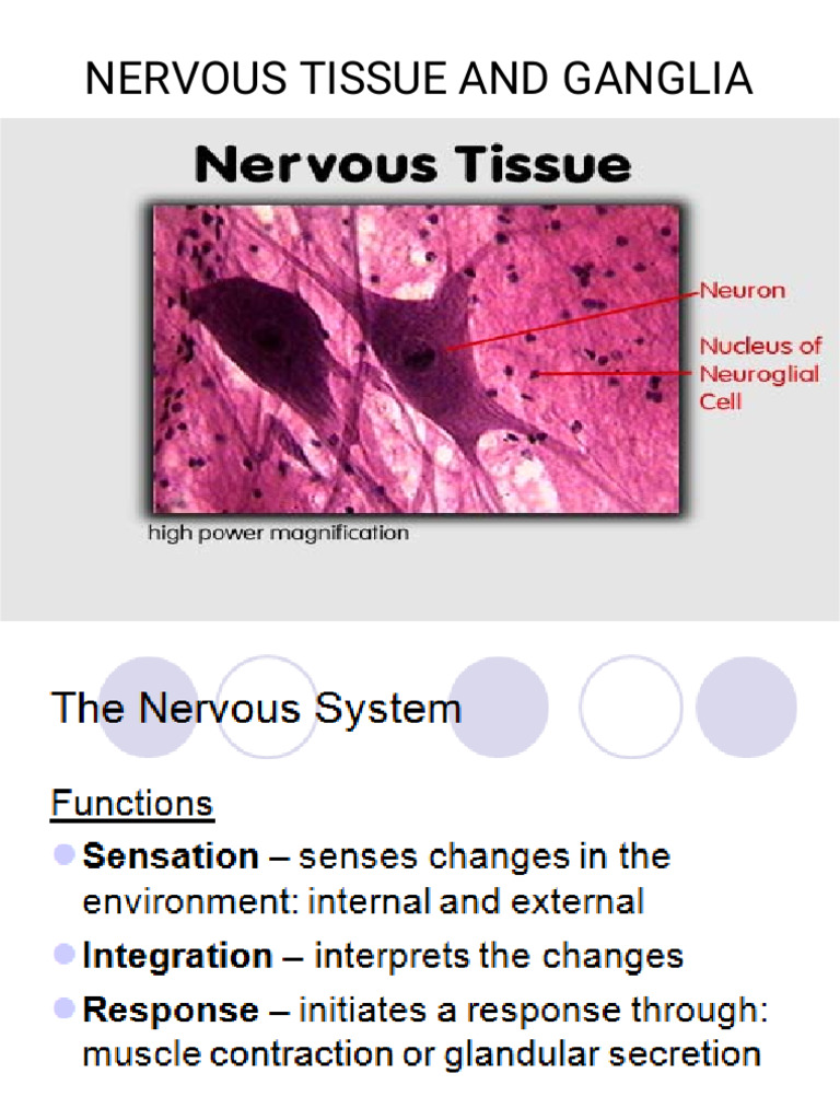 Nervous Tissue and Ganglia | PDF | Myelin | Axon