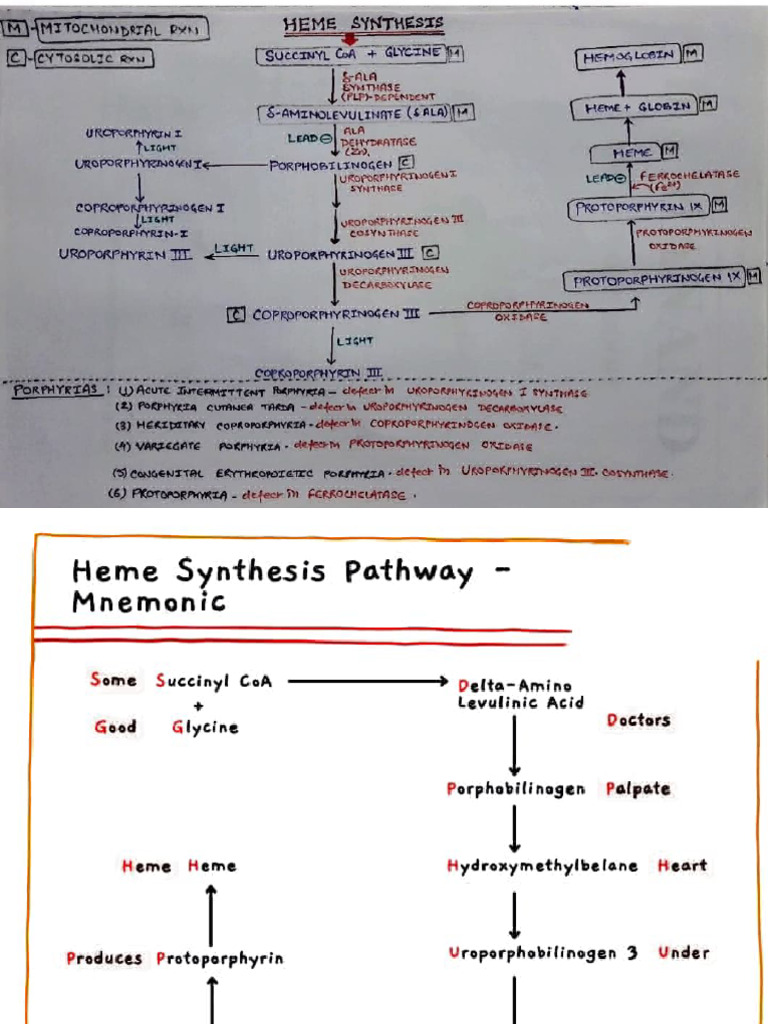 heme synthesis and disorder | PDF | Diseases And Disorders | Biomolecules