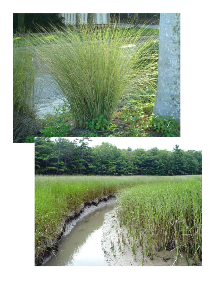 Cordgrass | PDF