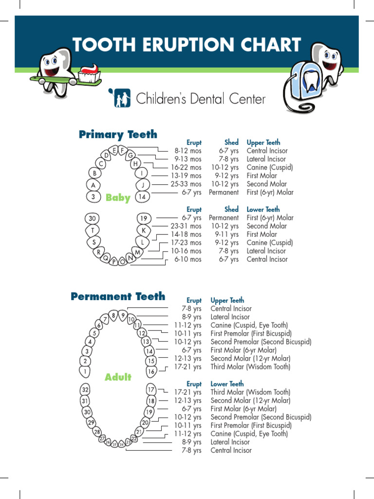 Tooth Eruption Timeline Chart | PDF