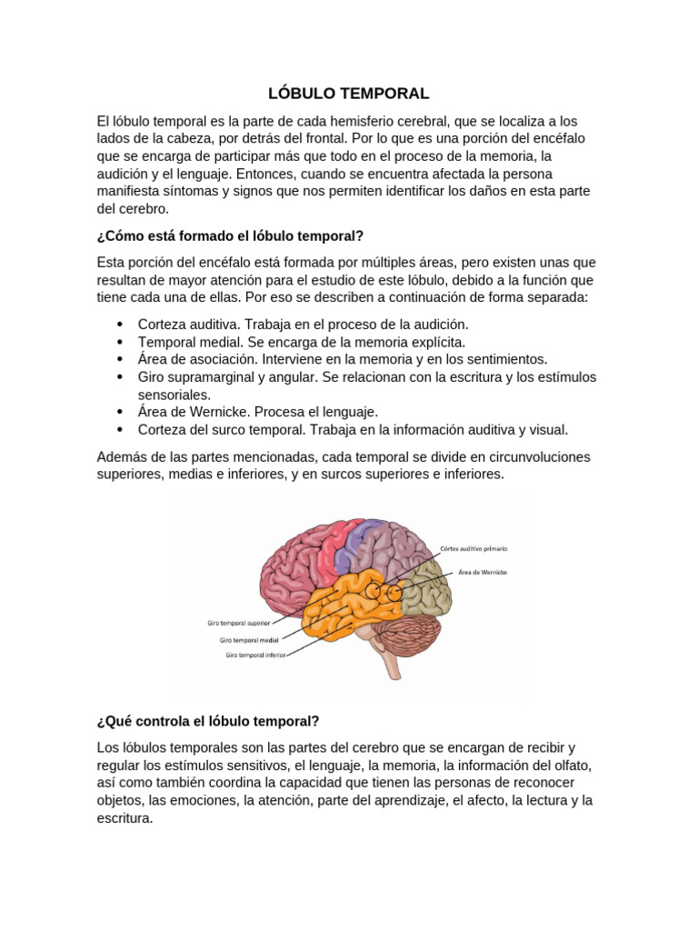 Funciones y Estructura del Lóbulo Temporal | PDF