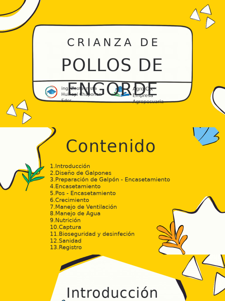 Pollos de Engorde | PDF