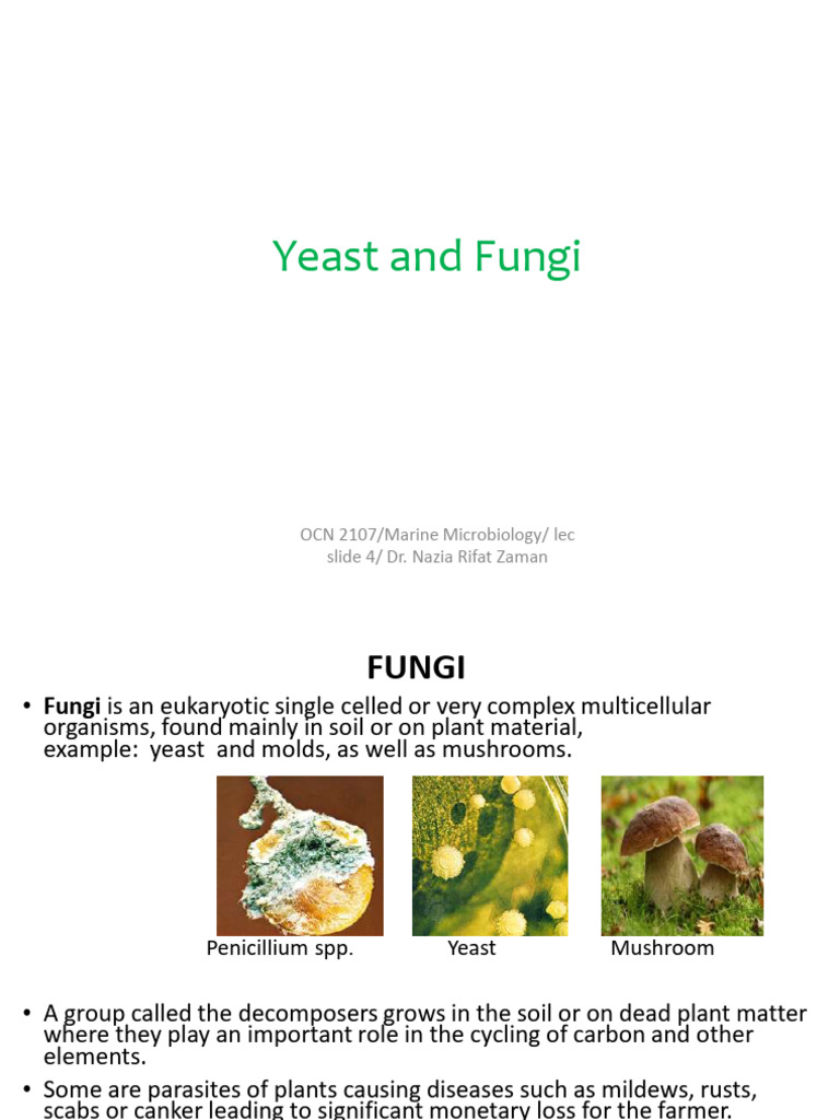 Structure of Yeast and Fungi Lec Material 4 | PDF | Fungus | Yeast