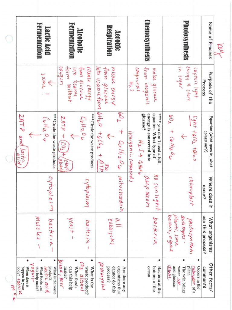 comparison+chart+key | PDF | Symbiosis | Respiration