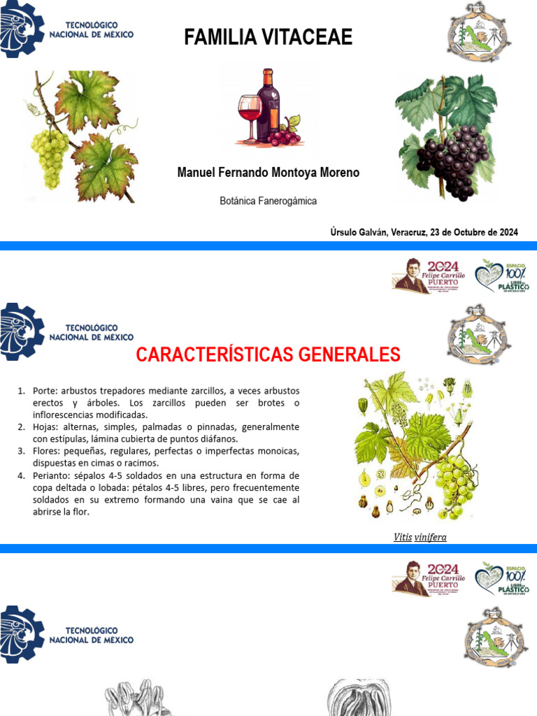 Características de la Familia Vitaceae | PDF | Uva | Flores