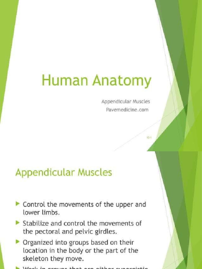 Appendicular Muscles | PDF