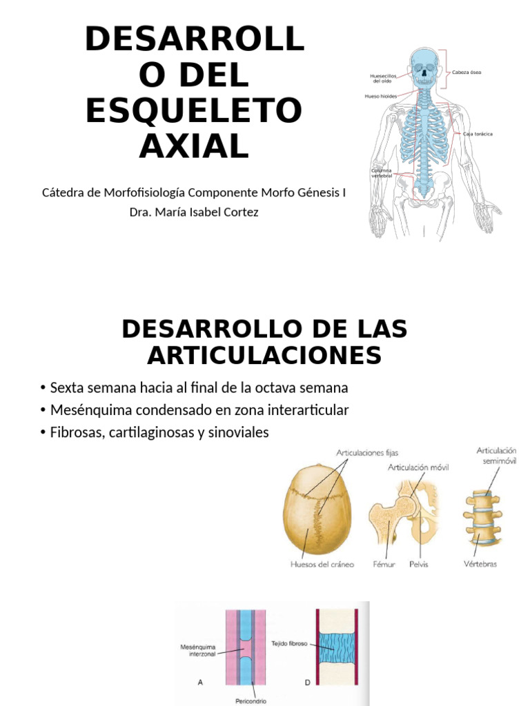 Desarrollo Del Esqueleto Axial | PDF | Cráneo | Esqueleto