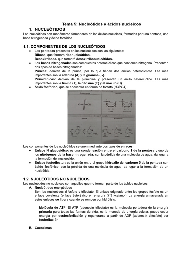 Tema 5 - Nucleótidos y Ácidos Nucleicos | PDF | Rna | Adn