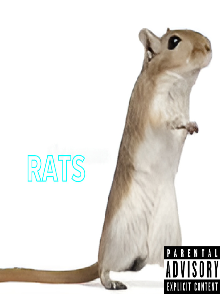 Rat | PDF