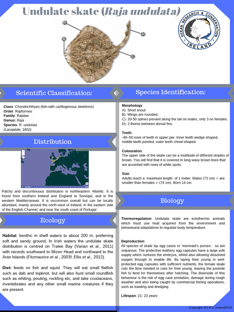 Undulate Skate - O.R.C.ireland | PDF | Egg | Fish
