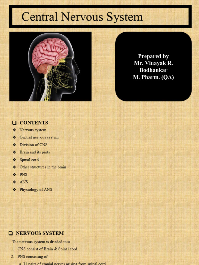 Central Nervous System | PDF | Central Nervous System | Brainstem