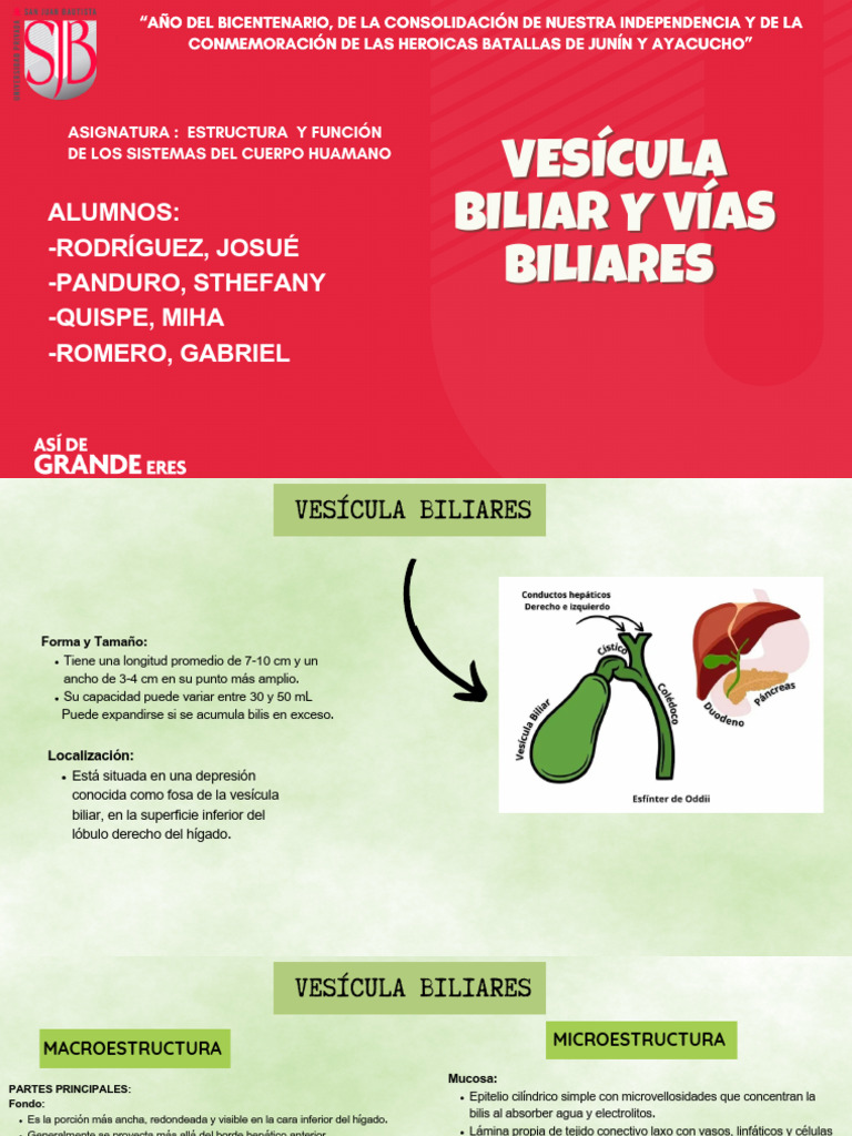 Vesicula Biliar y Vías Biliares | PDF | Vesícula biliar | Bilis