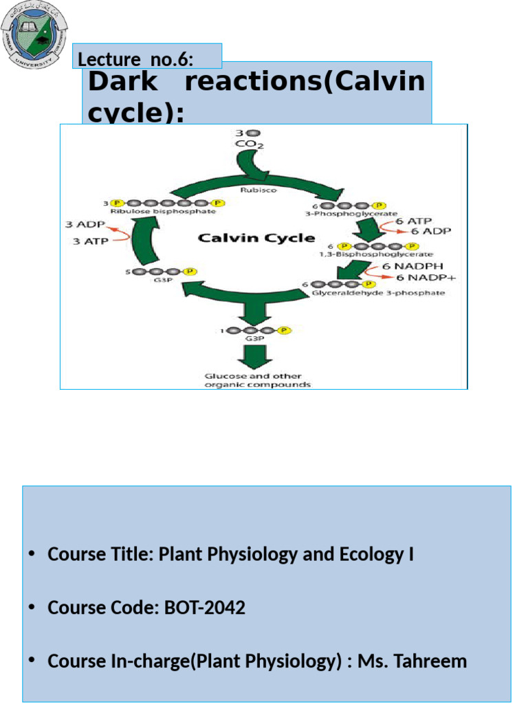 Calvin Cycle Explained: Dark Reactions | PDF | Photosynthesis ...