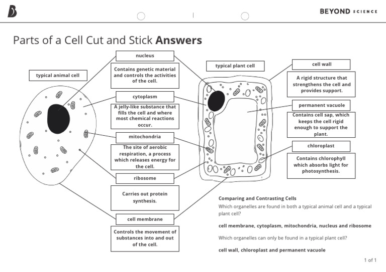 Parts of A Cell Cut and Stick Worksheet Answers | PDF | Cell (Biology ...
