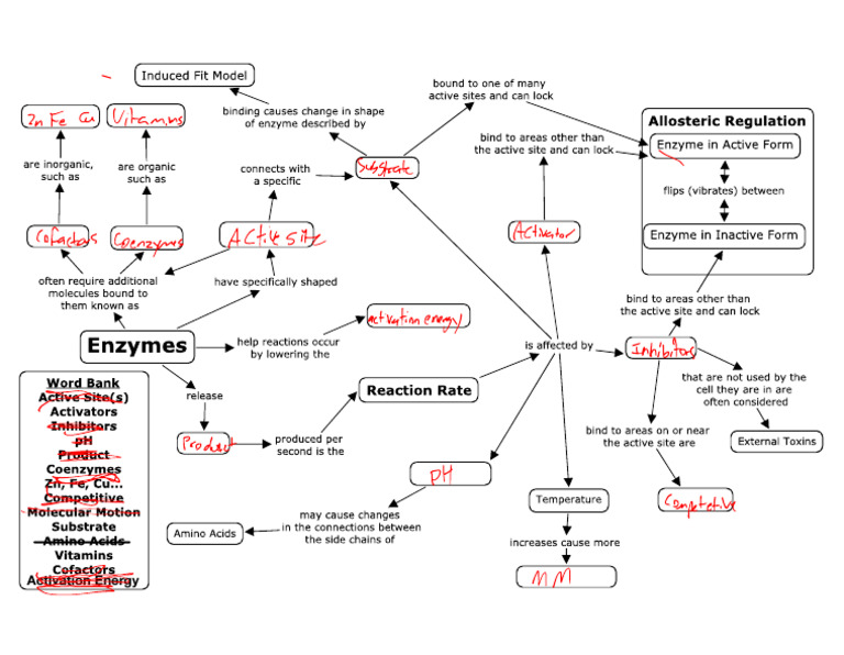 Enzymes Concept Map | PDF