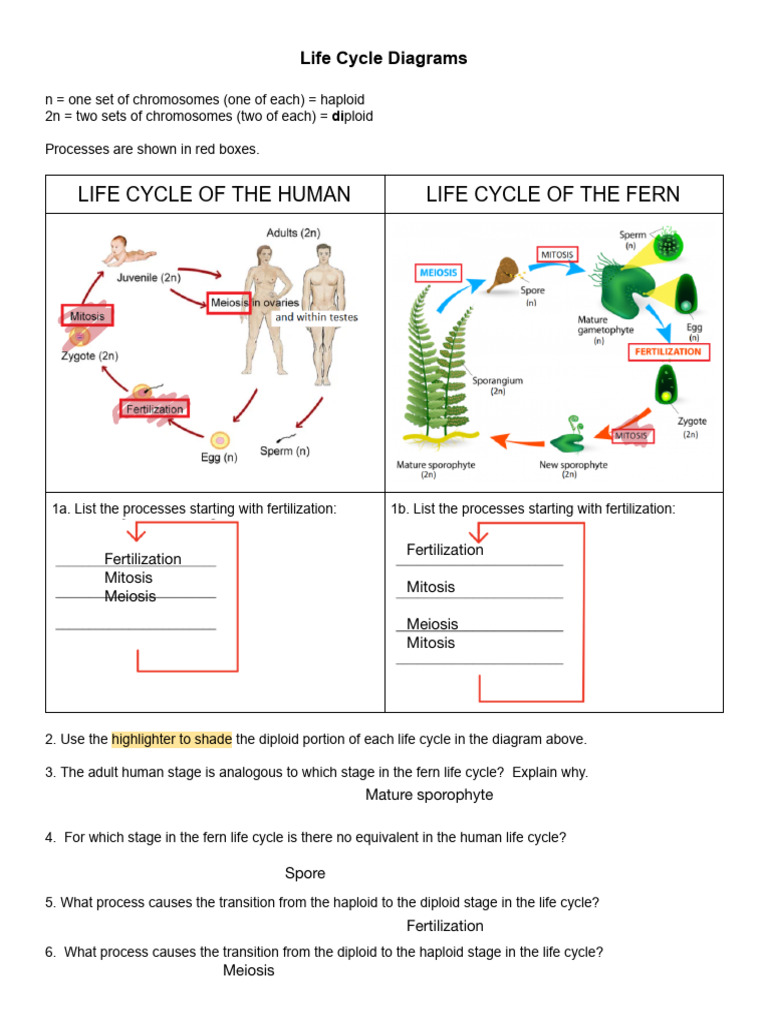 Life Cycle Diagrams: Human and Fern | PDF