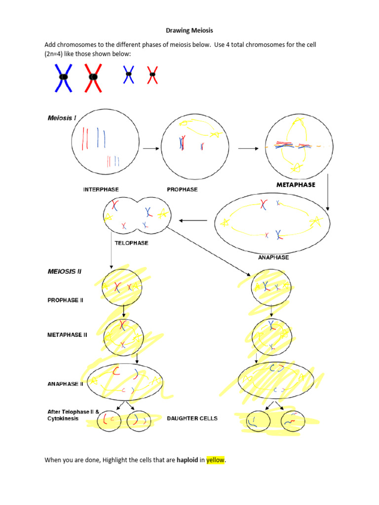 Drawing Meiosis | PDF
