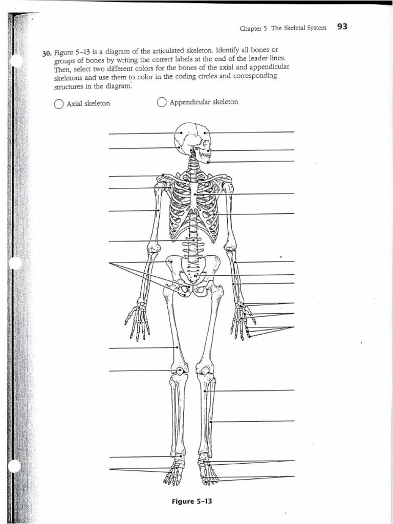 Articulated Skeleton Diagram Analysis | PDF