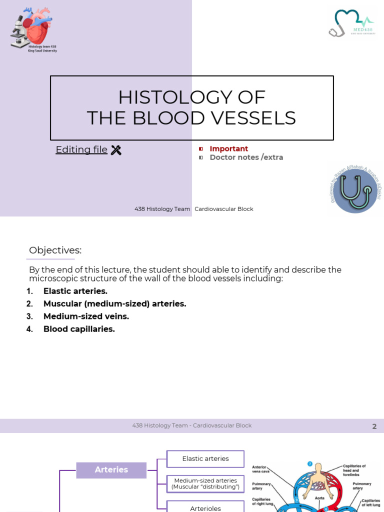 2-Histology of The Blood Vessels | PDF | Artery | Vein