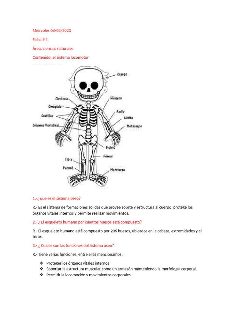 Sistema Loco Motor 1 | PDF | Articulación | Esqueleto
