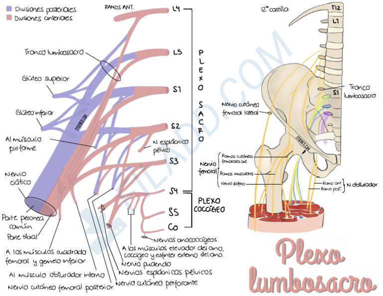 Plexo lumbosacro | PDF | Tejido suave | Neuroanatomía