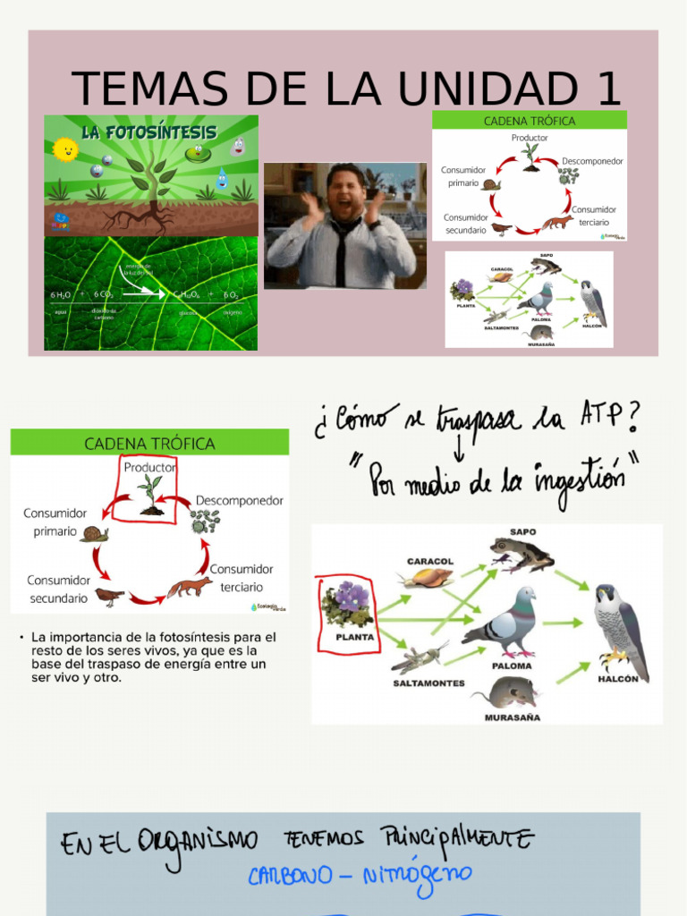 Cadenas y Redes Alimentarias | PDF
