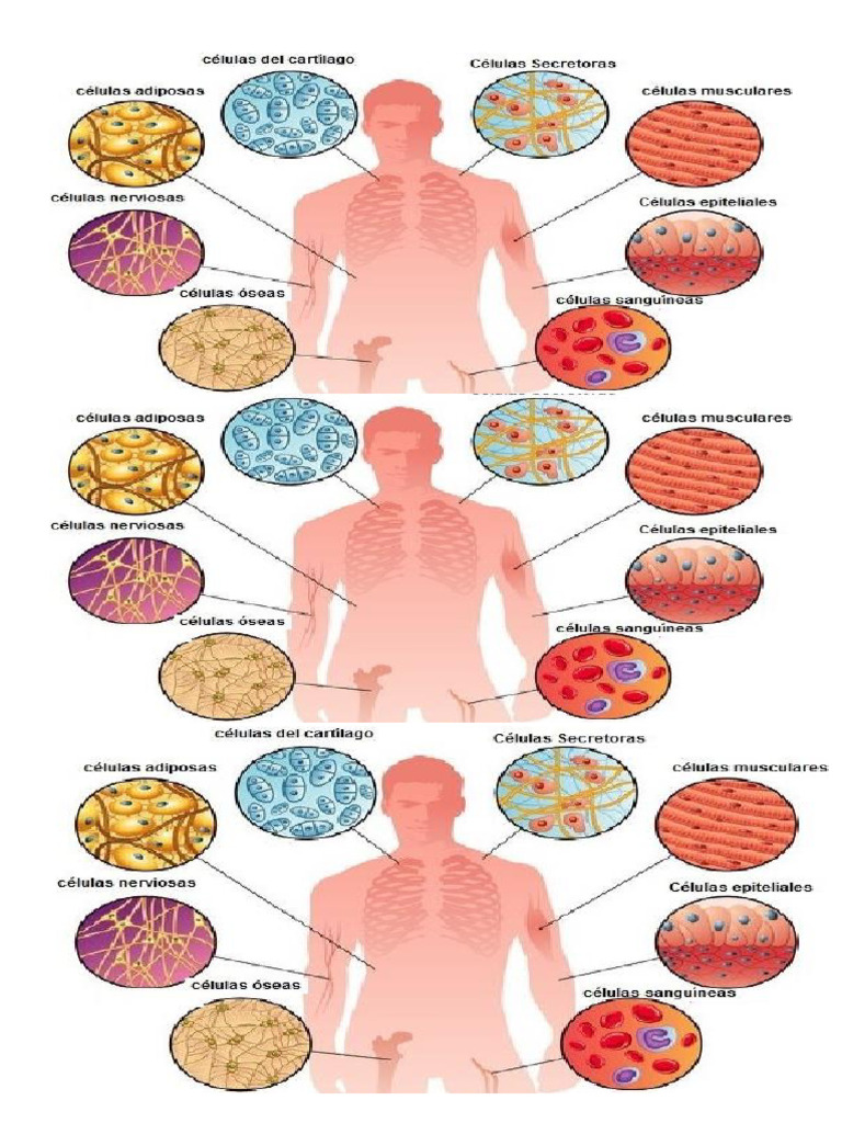 tipos de celulas | PDF