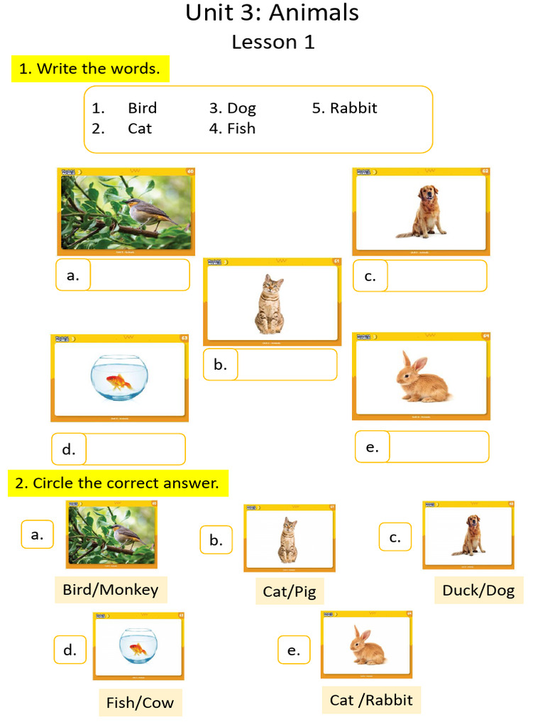 Animal Identification Activities | PDF | Animals And Humans
