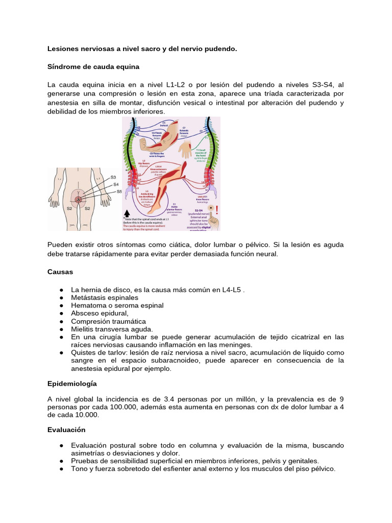Manejo del nervio pudendo y cauda equina | PDF | Especialidades Medicas ...